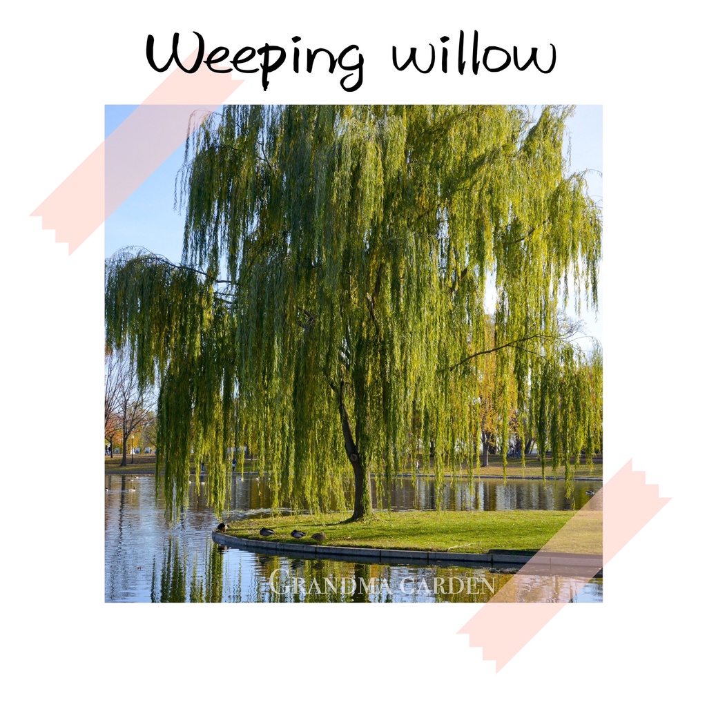 (GG real plant) weeping willow ^ janda merana salix babylonica babylon willow napolean's willow ...