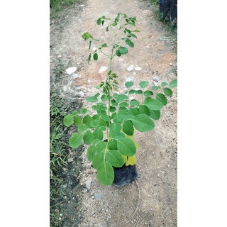 Anak pokok moringa / Pokok Kelor / Moringa (Moringa oleifera), buah ...