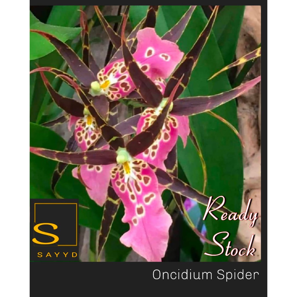 💥READY STOCK💥 Oncidium Spider Orchid Beautiful Delightful - Pokok Orkid ...