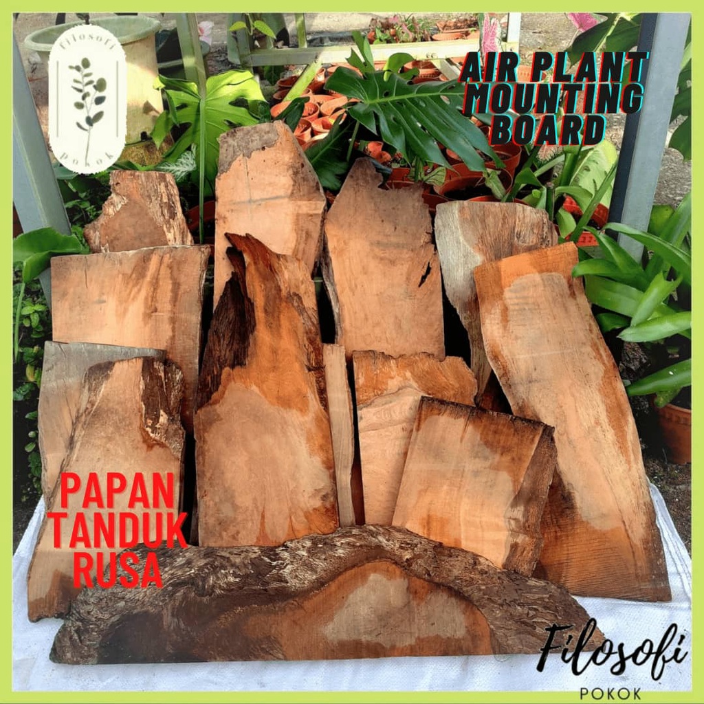 Kayu Tanduk Rusa/ Kayu Orkid/ Orchid Platy/ Air Plant Mounting Deco ...