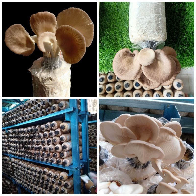 🌈BONGKAH Cendawan Tiram🍄 Kelabu untuk tanaman/tanaman di rumah/ baja ...