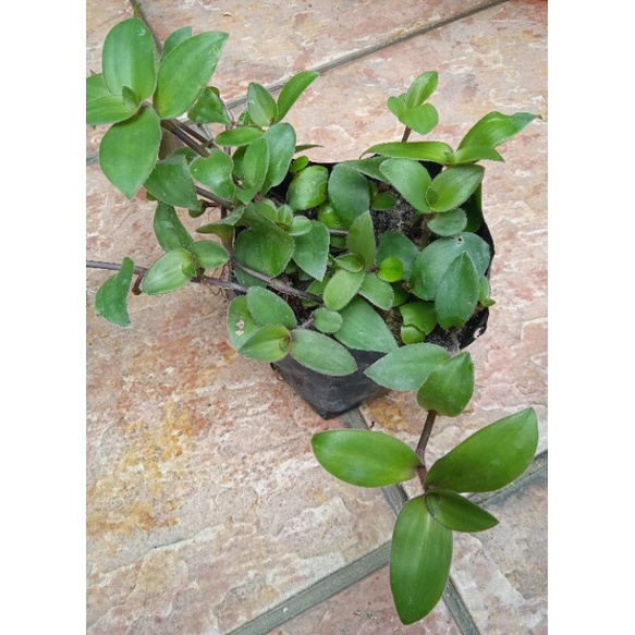 anak pokok telinga kera / wandering jew plant / 水龟草 | Shopee Malaysia