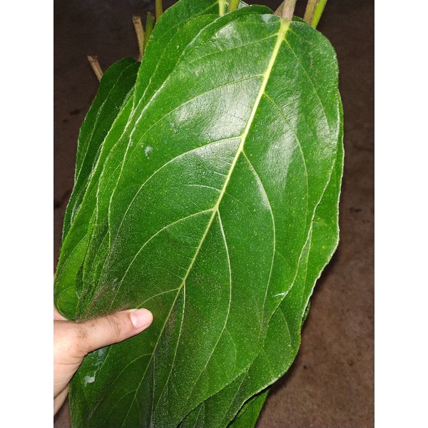 Daun pokok ara hutan / ara kelempong untuk bertungku 10 helai | Shopee ...