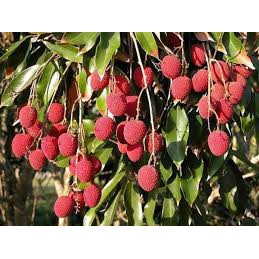 Pokok--Laici--Hybrid | Shopee Malaysia