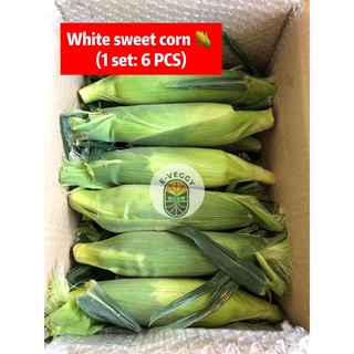 [PRE-ORDER | 预购] 6-10 PCS | Grade A/AA/AAA | Cameron Highlands Sweet ...