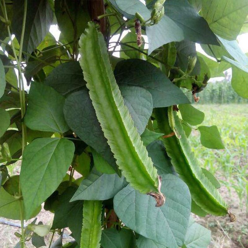 Benih Kacang Botol 10pcs/Winged Bean/四棱豆籽 | Shopee Malaysia