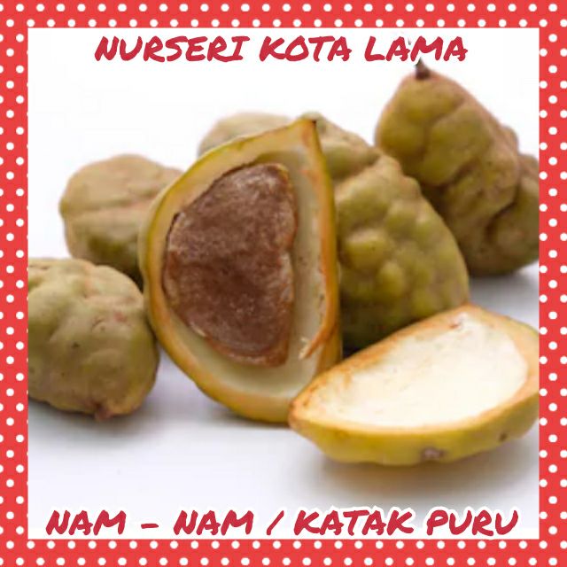 🔥RARE🔥 POKOK NAM NAM / Katak Puru / Namu - namu / Cynometra Cauliflora ...