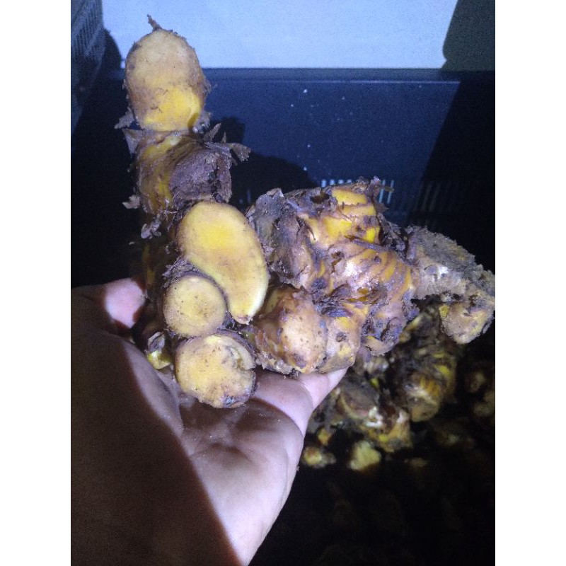 1 KG BONGLAI RIZOM UNTUK ANAK BENIH DAN JAMU TRADISIONAL | Shopee Malaysia