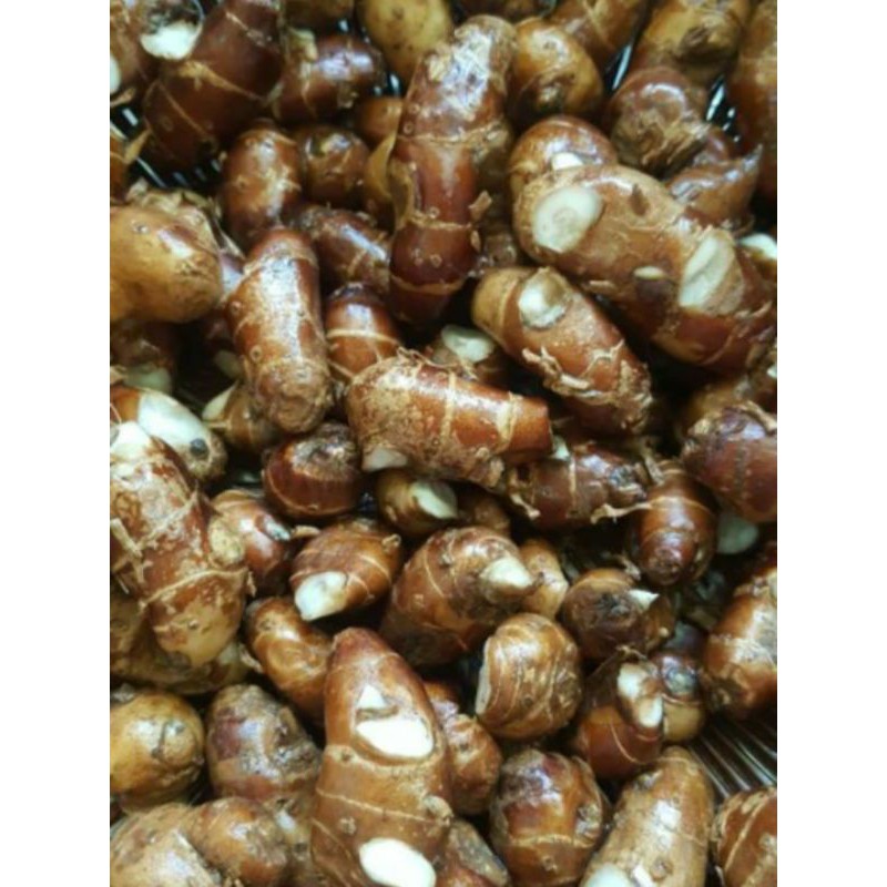 500gram UBI CEKUR (KECUR) SAND GINGER | Shopee Malaysia
