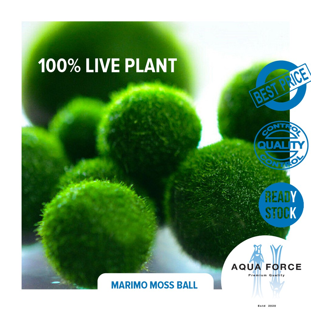 JAPAN IMPORT MARIMO / MOSS BALL / MOSS BALL PETS / LAKE BALL / NUTRIENT ...