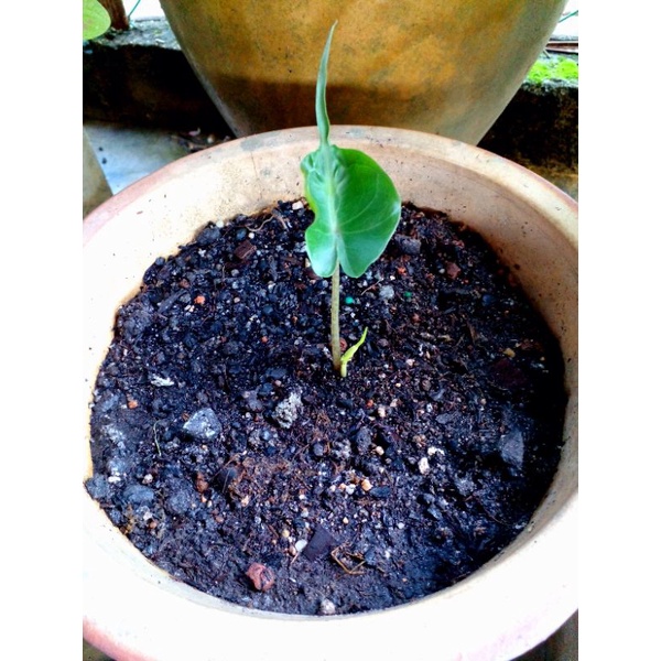 CALADIUM/KELADI - STINGRAY - ND PROJECT NURSERY | Shopee Malaysia