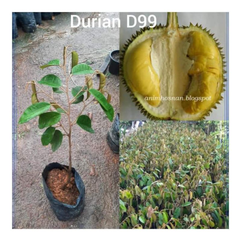 Anak pokok durian D99/kop kecil hybrid thai tinggi 3,4kaki | Shopee Malaysia