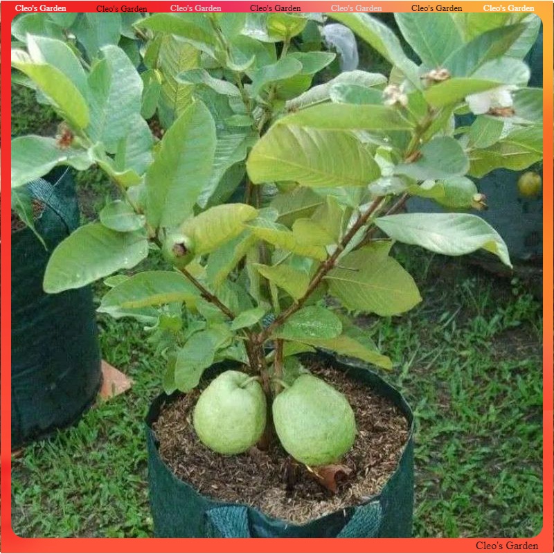【Ready Stock】8pcs benih Jambu batu tanam dalam pasu je dwarf guava ...