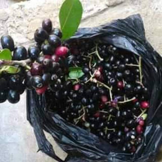 Java Grapes (Juwet) | Shopee Malaysia