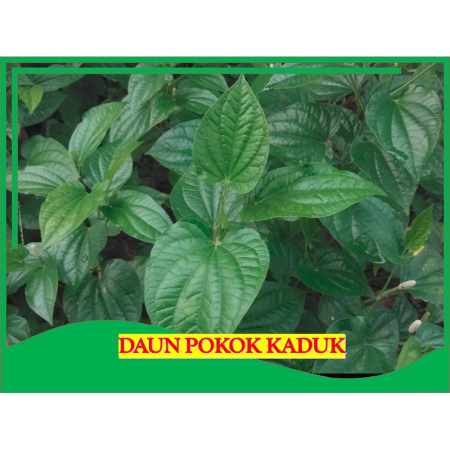 DAUN POKOK KADUK [Daun 50g 30-40 helai] | KERATAN POKOK KADUK | Shopee ...