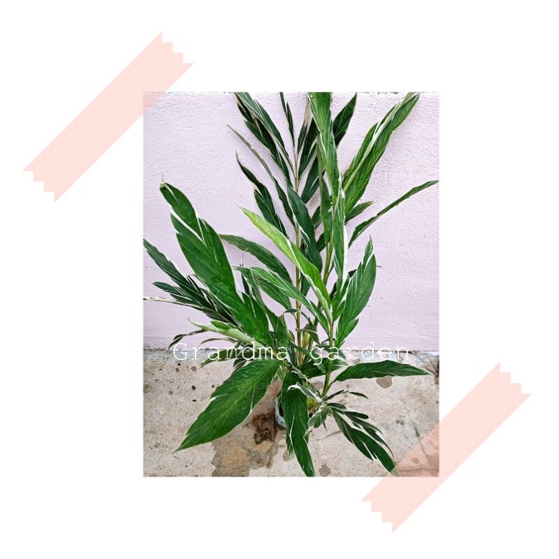(GG real plant) alpinia purpurata pink red ^ ginger pokok halia merah ...