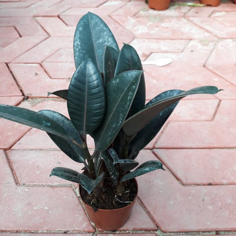 Pokok Ficus elastica 3 batang / indoor plant / office plant/ pokok ...