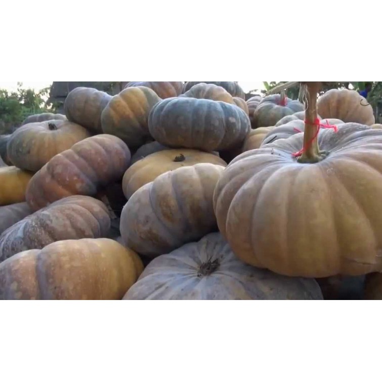 20 pcs Seed Pumpkin Biji Benih Labu manis 金瓜 | Shopee Malaysia