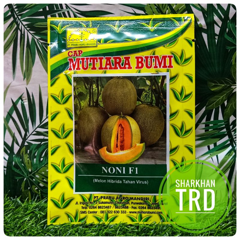 Paket 15g NONI F1 Cap Mutiara Bumi Biji Benih Rock Melon Besar Manis ...