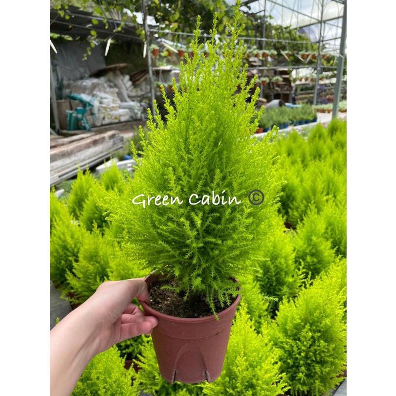 Goldcrest Lemon Cypress Christmas Tree Pokok Rhu 香松 圣诞树 Cameron ...