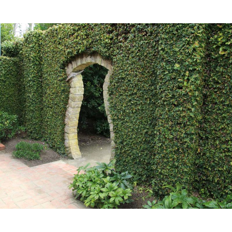 Ficus Pumila Var Awkeotsang