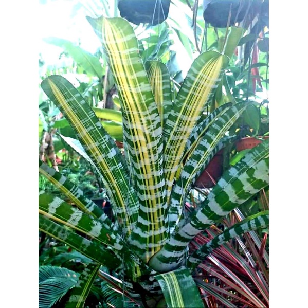 Bromeliad Aechemea Chantini Samurai | Shopee Malaysia