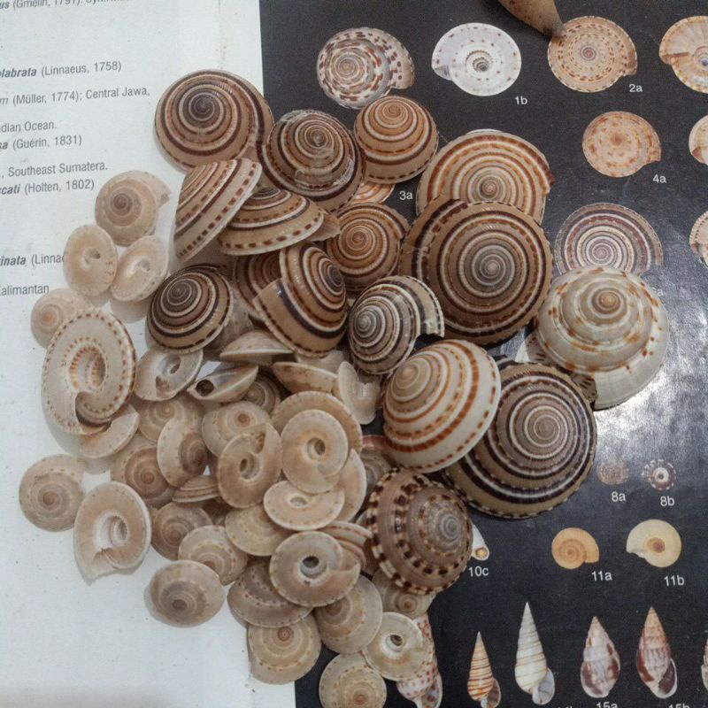 ARCHITECTONICA PUSAR SHELL SHELL SHELLS | Shopee Malaysia