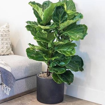 Ficus Lyata Small Leaf Real Living Plant In Polybag | Shopee Malaysia