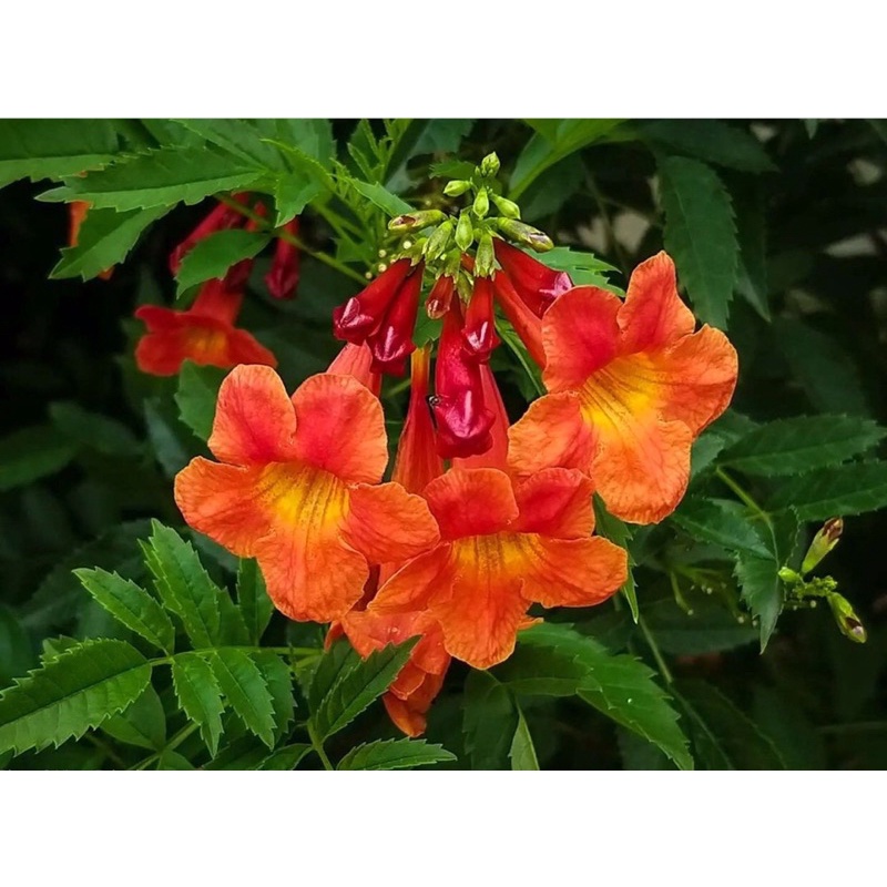 🔥🔥 tecoma bell of fire 🔥🔥 | Shopee Malaysia