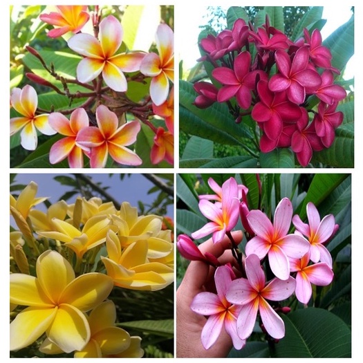 FRESHLY CUT LIVE PLANT FRANGIPANI / BUNGA KAMBOJA. FREE 2 CUTTINGS ...