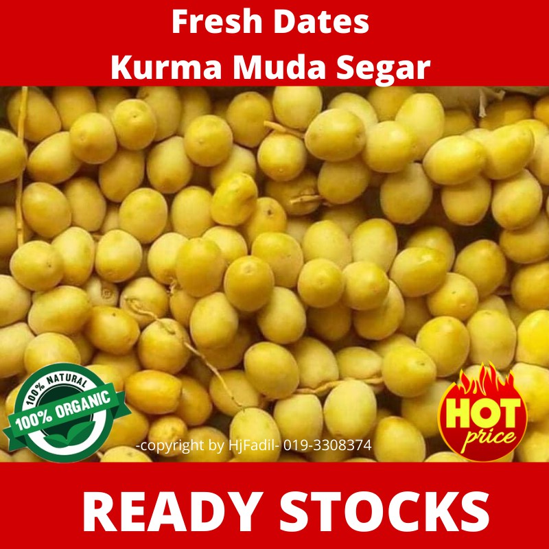 Fresh Dates Rota | Kurma Muda Segar | Kurma Kuning Segar Dari Ladang ...