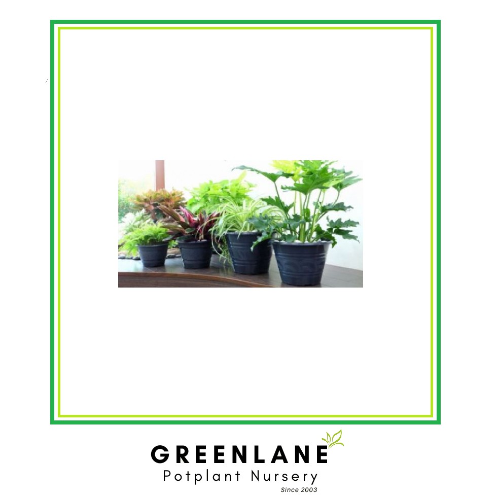 [BABA Pot] Baba TN-3469-B Flower Pot | Shopee Malaysia