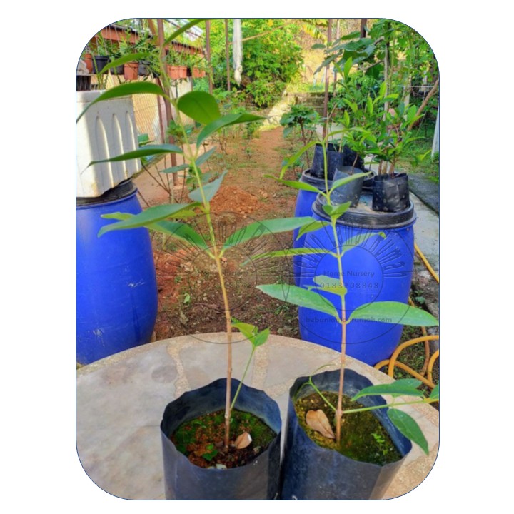 Keriang Dot / Jambu Arang anak pokok / benih 1- 2 kaki tinggi | Shopee ...
