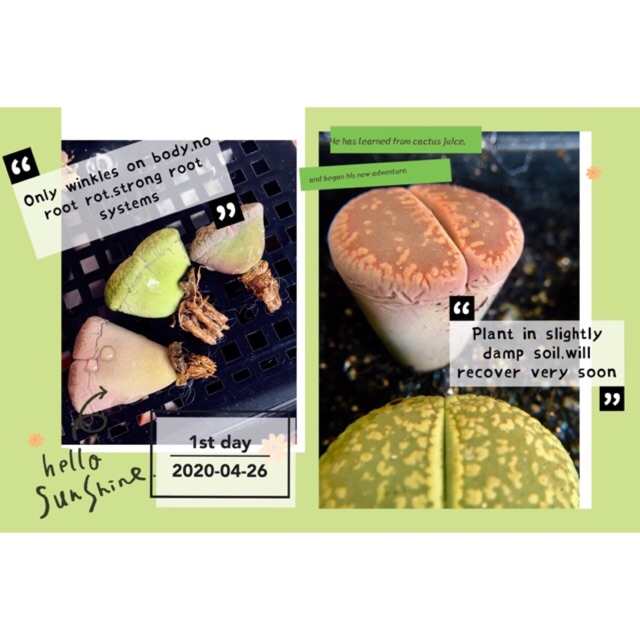 Lithops shriveling or appearing "wrinkled". doesn’t mean unhealthy ...