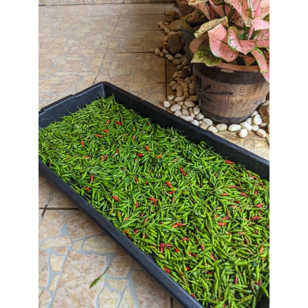 🌶️🔥 CILI BURUNG FRESH // CILI API KAMPUNG FRESH DIPETIK TERUS DARI ...