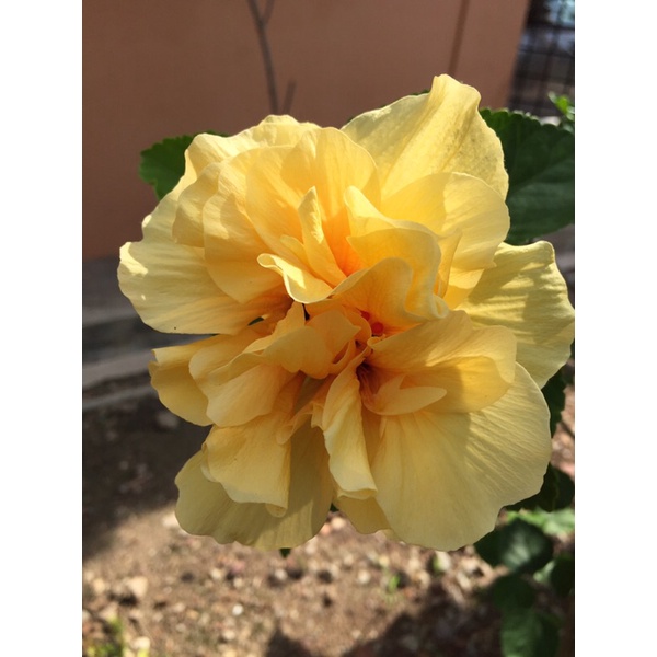 Pokok bunga raya kuning berlapis / Yellow hibiscus layered Real Plant ...