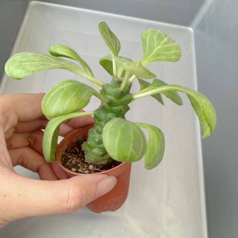 Euphorbia Ritchiei (aka Monadenium Ritchiei) | Shopee Malaysia