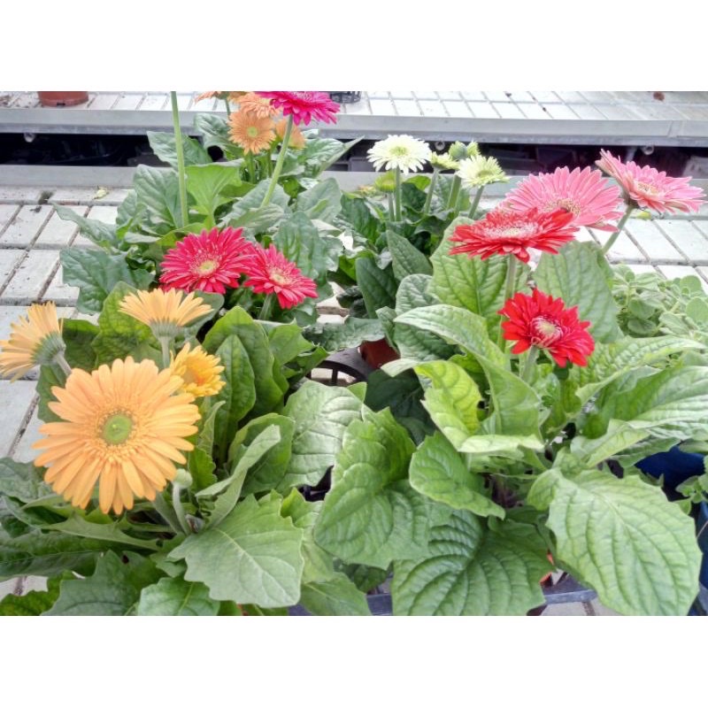 Anak Pokok Bunga Daisy Cantik Daisy Flower Live Plants Gerbera Flower ...