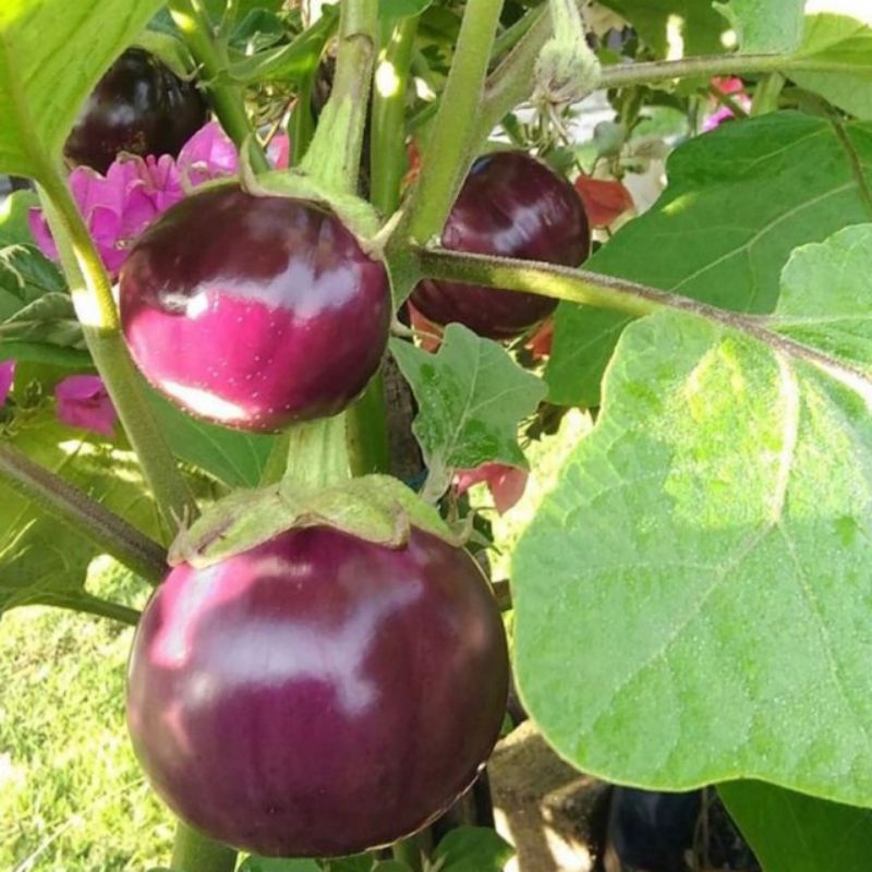 TERUNG BULAT(biji benih AAA) | Shopee Malaysia