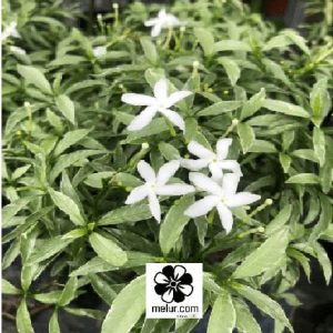 MKT - Pokok Bunga Jasmine Renek Daun Batik / Variegated Ervatamia Dwarf ...