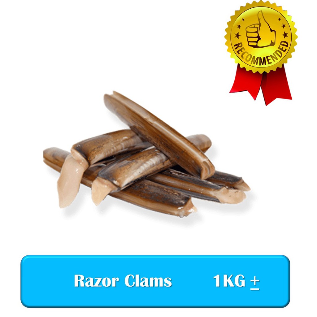 Bamboo / Razor Clams 1KG Siput Buluh 1KG 竹滩 1KG | Shopee Malaysia