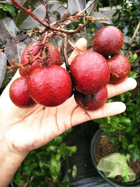 🤪CRAZY SALES 🤪👉 Pokok Longan Ruby / kulit Merah isi Manis | Shopee Malaysia
