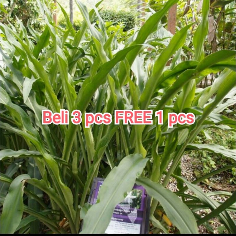 Daun Tembaga Suasa untuk bengkak, tulang patah, terseliuh (1 helai ...