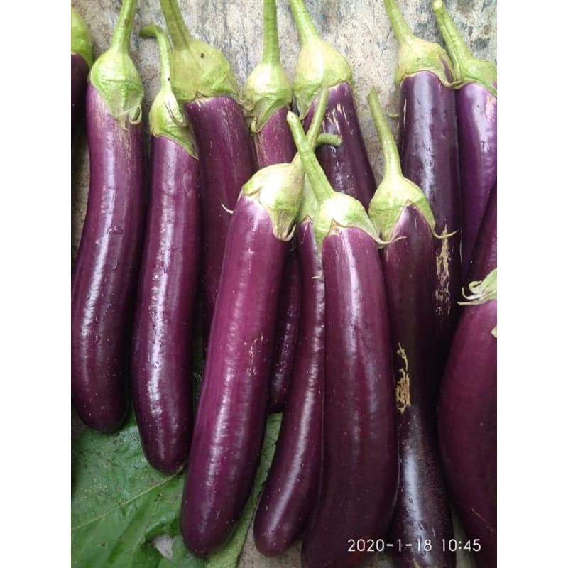 Terung Sedap😋😋 fresh Daru ladang😍 | Shopee Malaysia