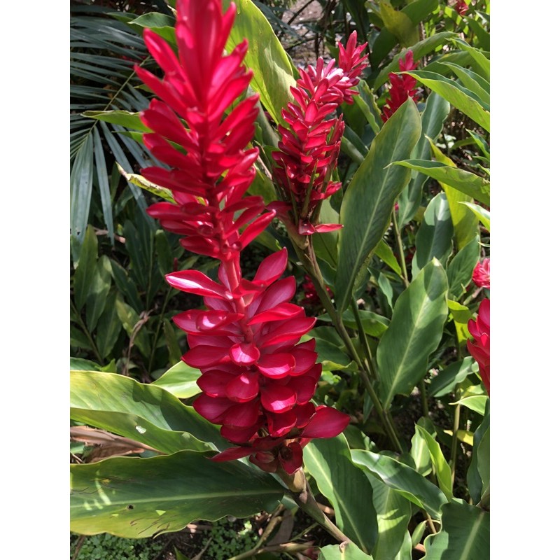 Alpinia Purpurata/Bunga Halia Merah/Pink（Bag8x9） | Shopee Malaysia