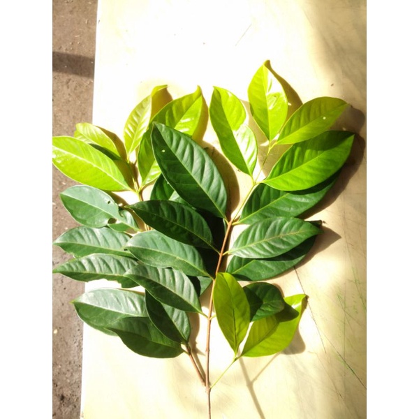 Anak Pokok Daun Salam atau Serai Kayu atau Samak | Shopee Malaysia Anak Pokok Daun Salam atau Serai Kayu atau Samak | Shopee Malaysia