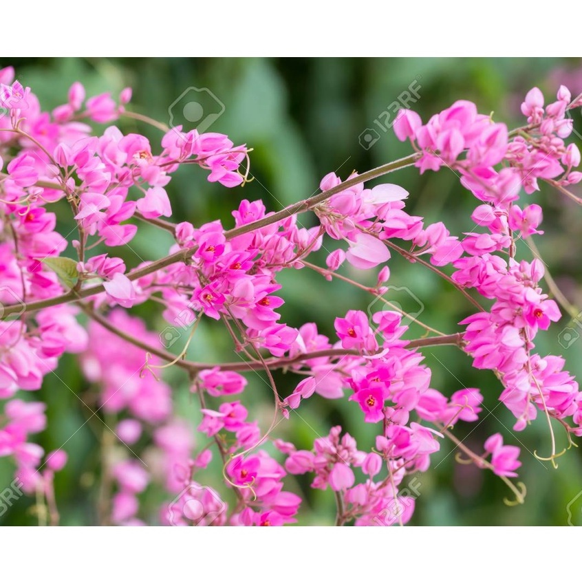 antigonon 珊瑚藤anak pokok air mata pengantin hidup hiasan luar rumah ...