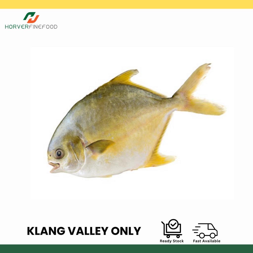 [Frozen] Golden Pomfret 300/400 金鲳鱼 [KLANG VALLEY ONLY] | Shopee Malaysia