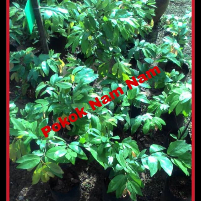 [ FREE GIFT ]Pokok Nam Nam (KATAK PURU) | Shopee Malaysia