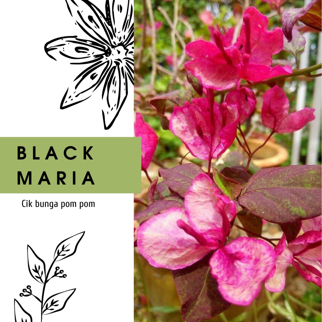 Black Maria Bougainvillea,Bunga Kertas | Shopee Malaysia